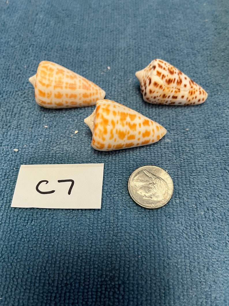 Alphabet Cones Shells, Shell Art, Crafts Weddings, Choose From Lot C1 ...