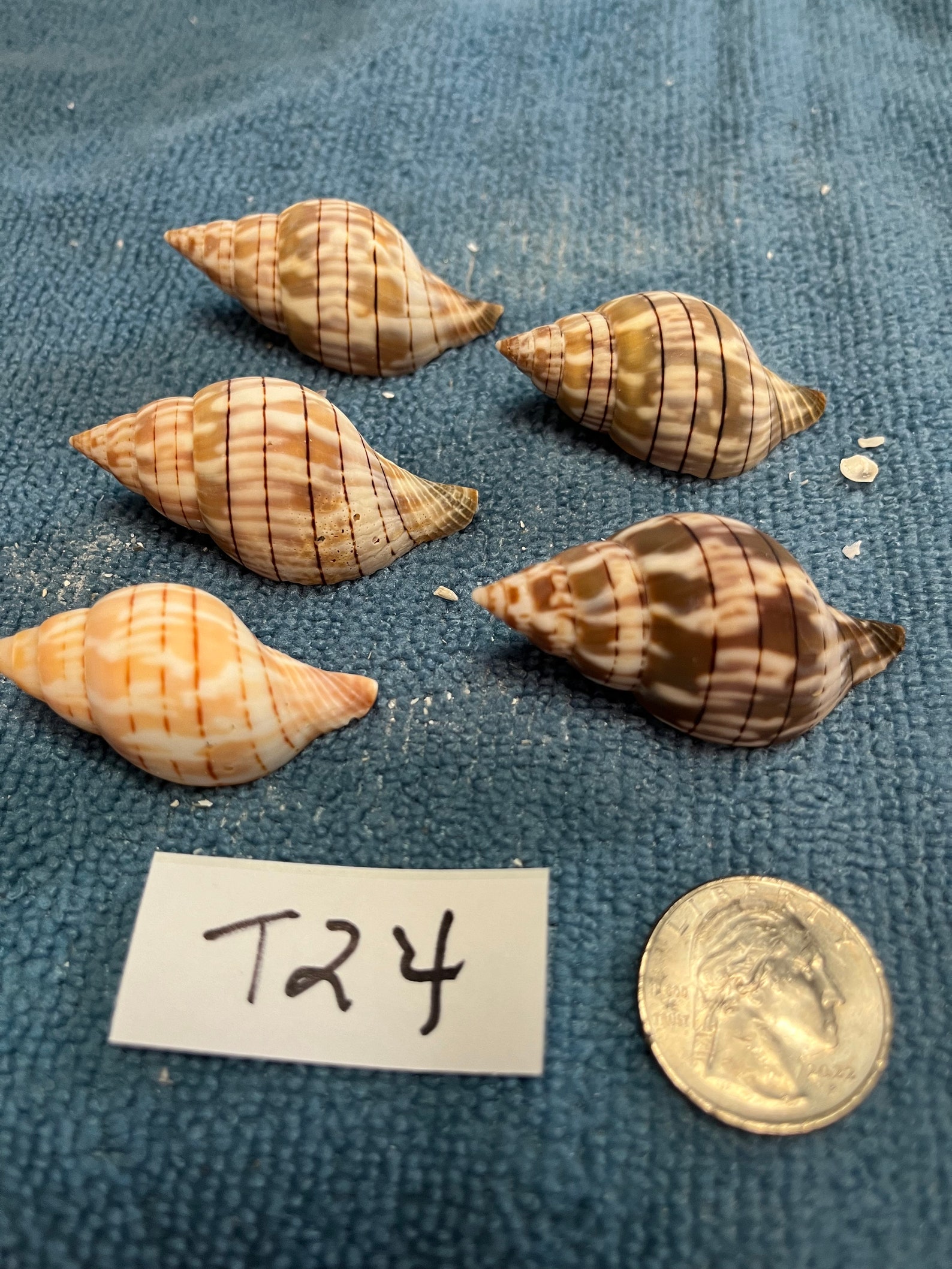 Tulips Small Medium Shells Lot 21-30 From Sanibel Marco 10k Island ...