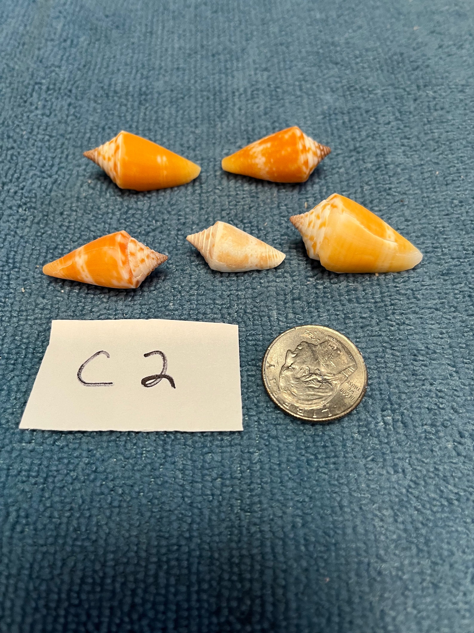 Alphabet Cones Shells, Shell Art, Crafts Weddings, Choose From Lot C1 ...