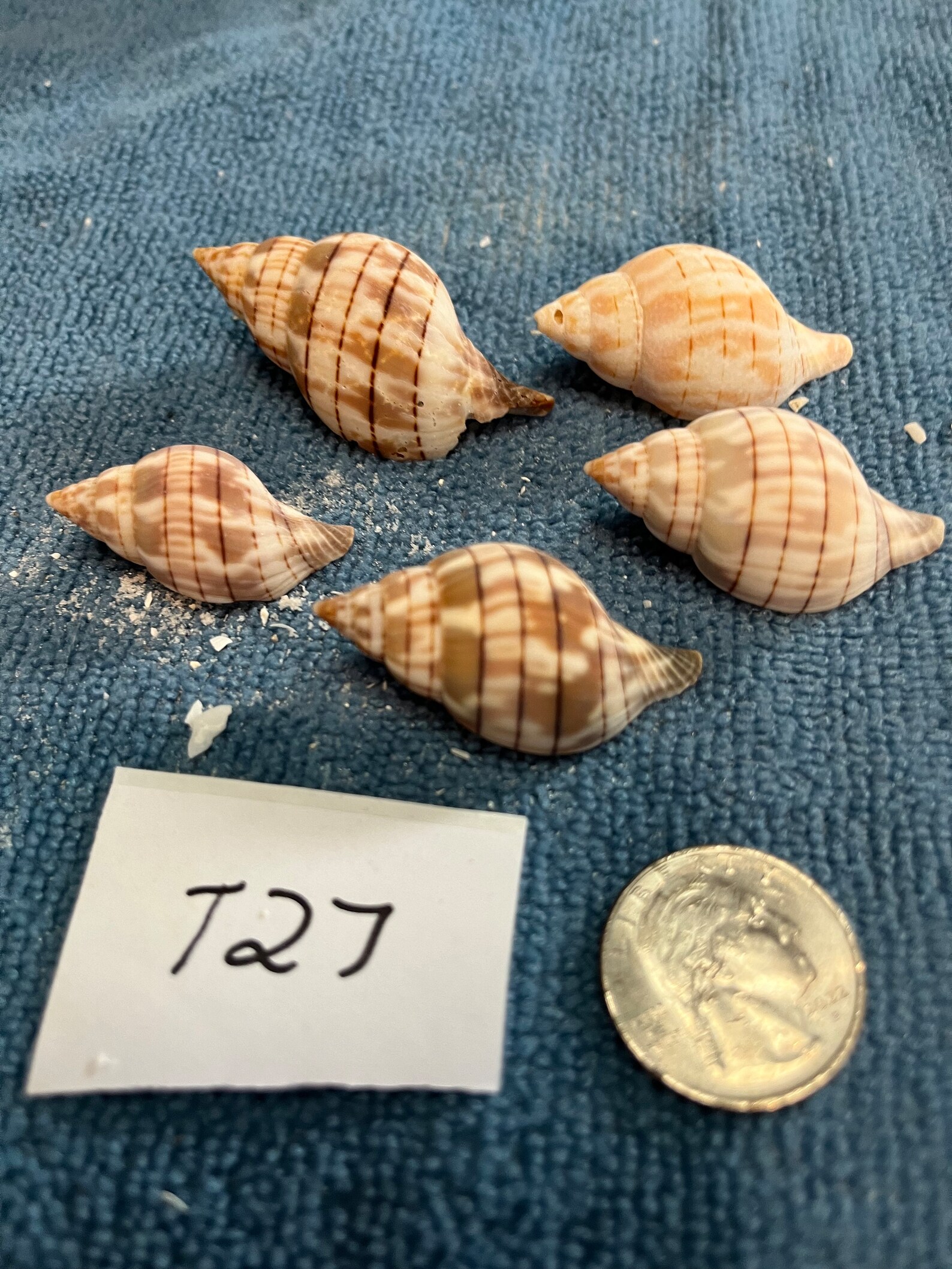 Tulips Small Medium Shells Lot 21-30 From Sanibel Marco 10k Island ...