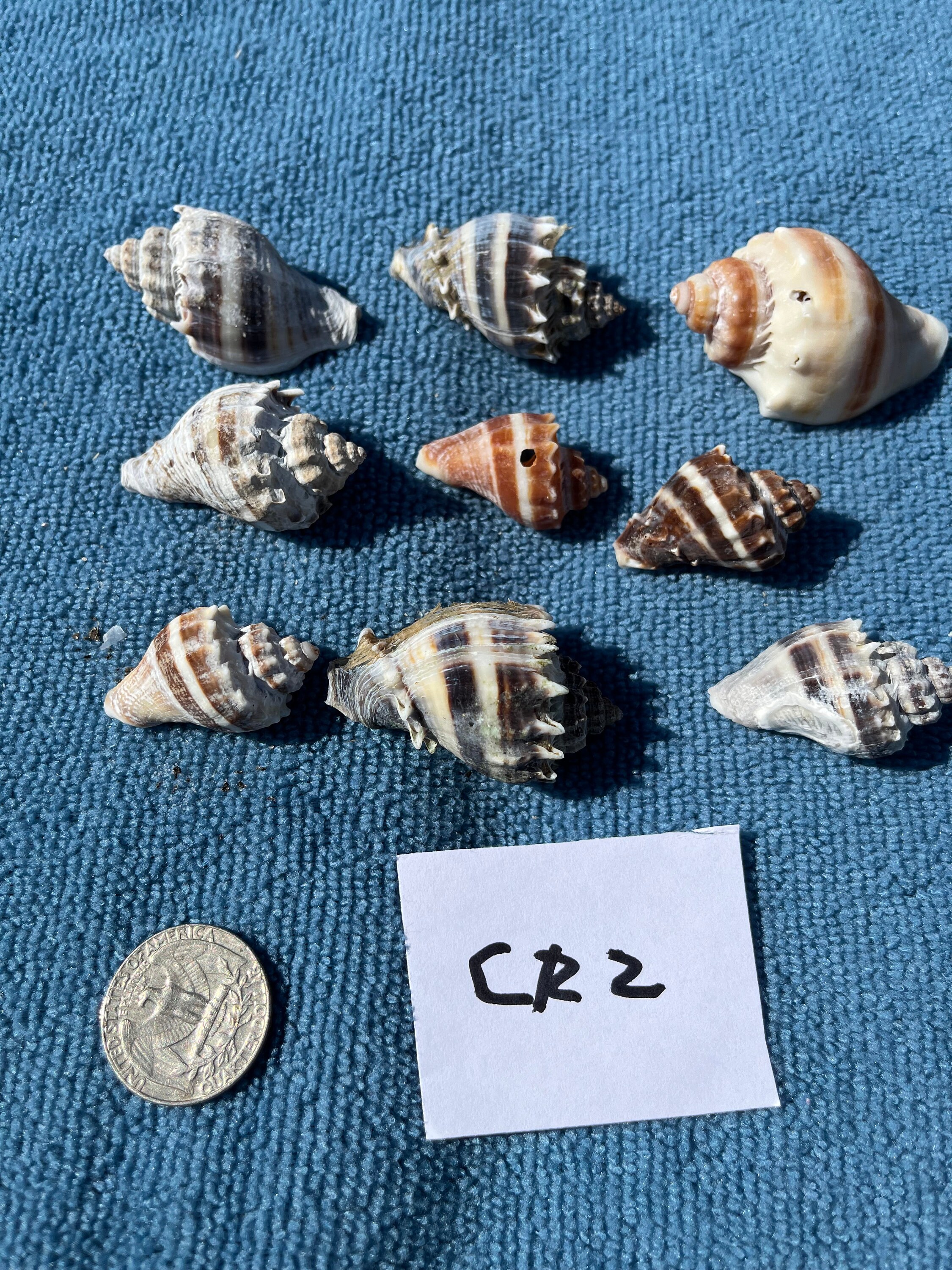 King Crown Shells, Shell Art, Crafts Weddings, Choose From Lot Cr1-cr ...