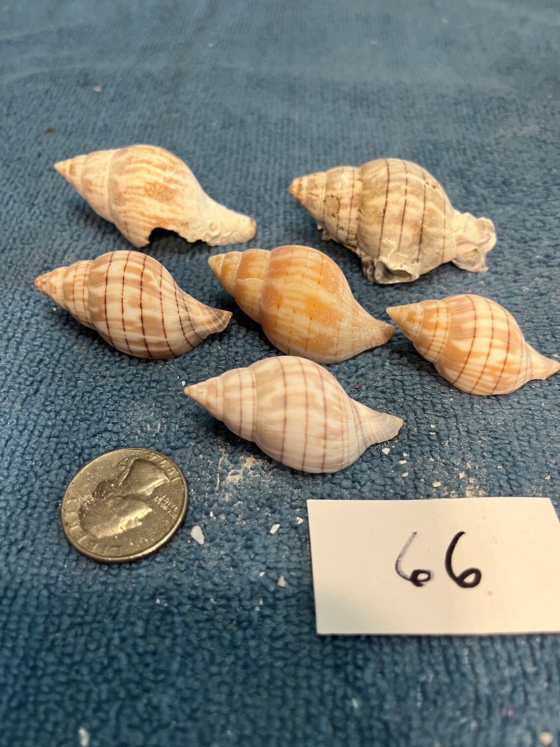 Tulip Shells Medium Shells Lot 60-69 From Sanibel Marco 10k Island ...