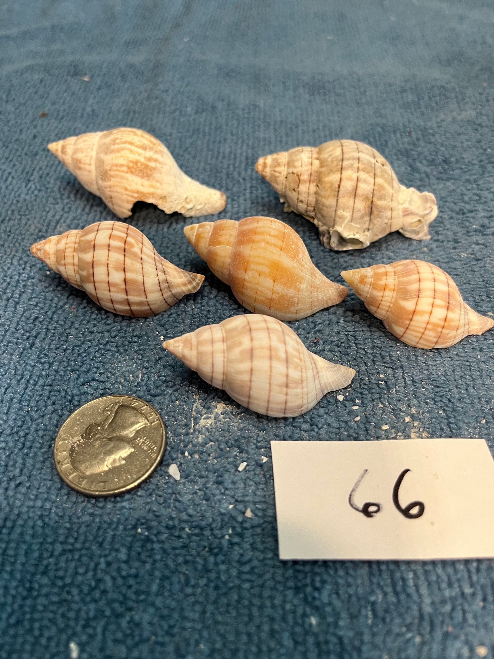 Tulip Shells Medium Shells Lot 60-69 From Sanibel Marco 10k Island ...