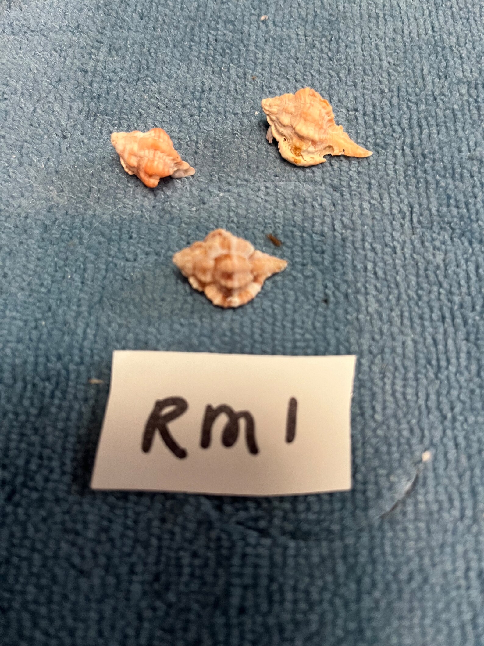 Rose Murex From Sanibel Marco 10k Island Shell Art Craft Projects ...