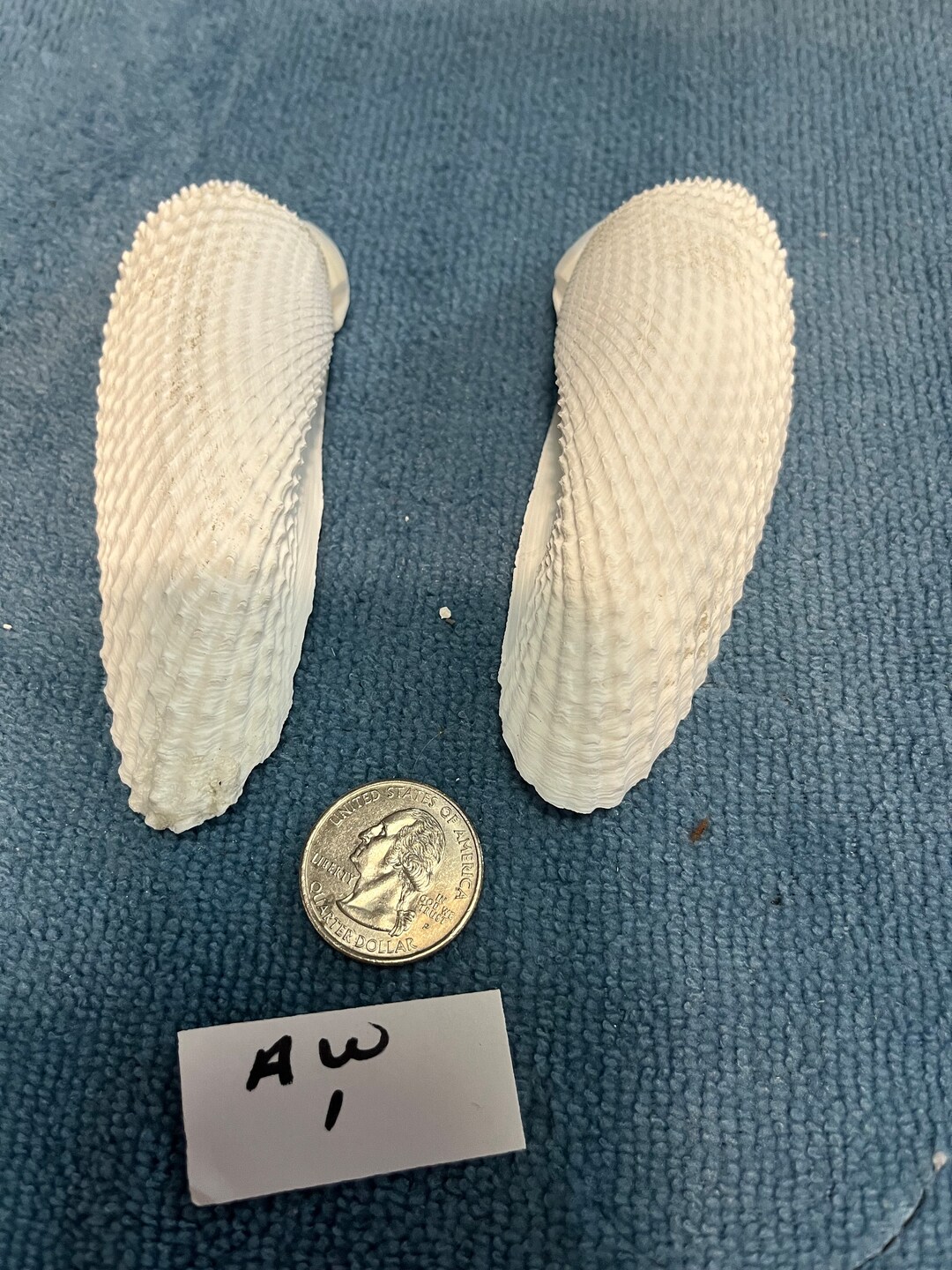 Angel Wings Lot Aw1-aw5 From Sanibel Marco 10k Island Shell Art Craft ...