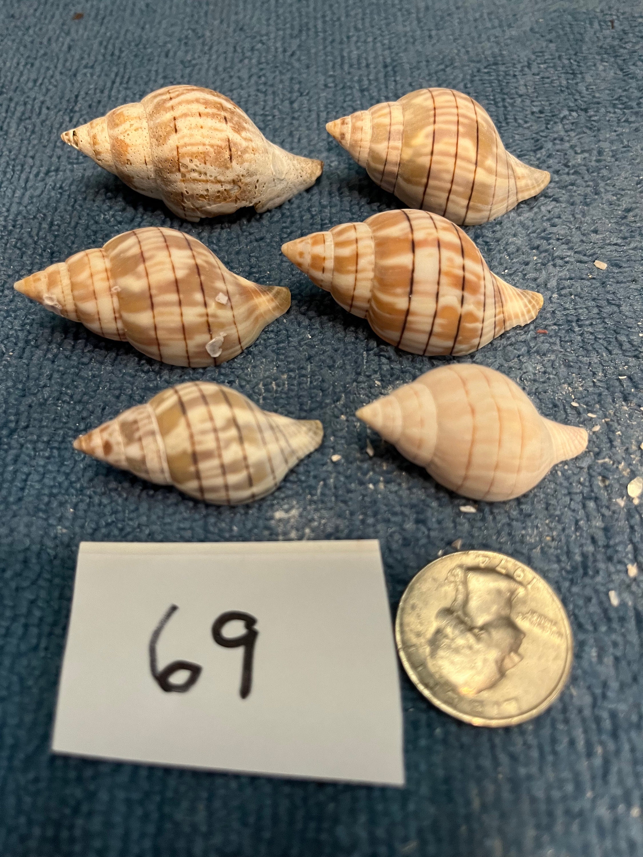 Tulip Shells Medium Shells Lot 60-69 From Sanibel Marco 10k Island ...
