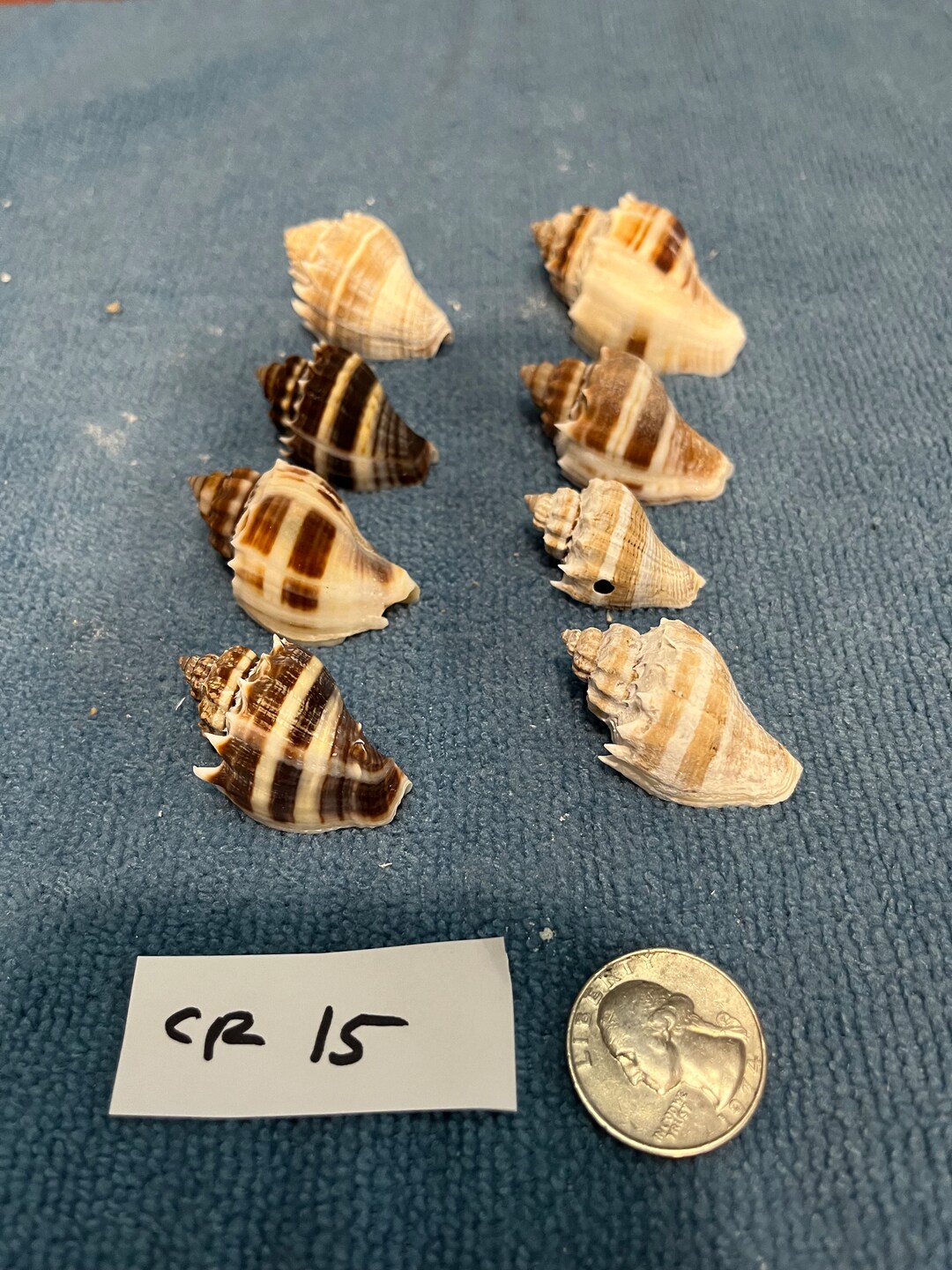 King Crown Shells, Shell Art, Crafts Weddings, Choose From Lot Cr11 ...