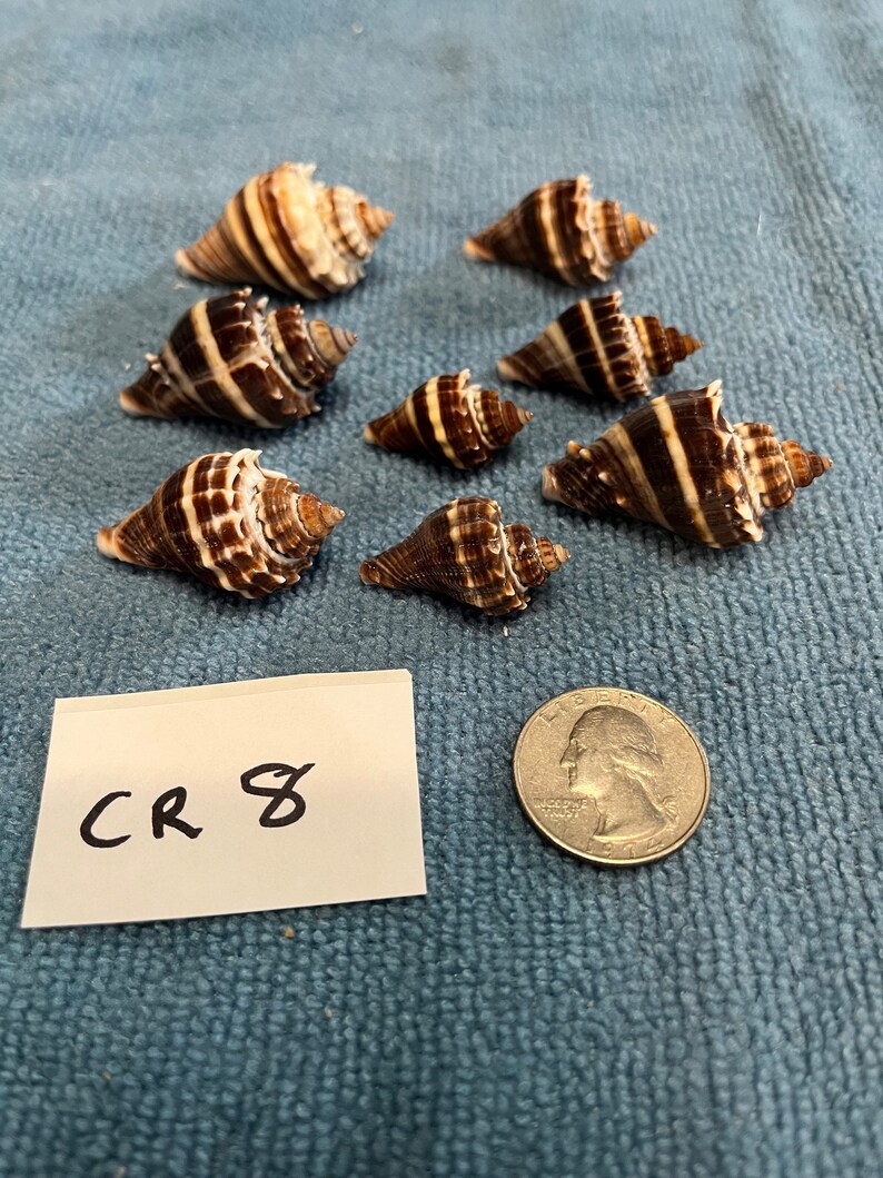 King Crown Shells, Shell Art, Crafts Weddings, Choose From Lot Cr1-cr ...