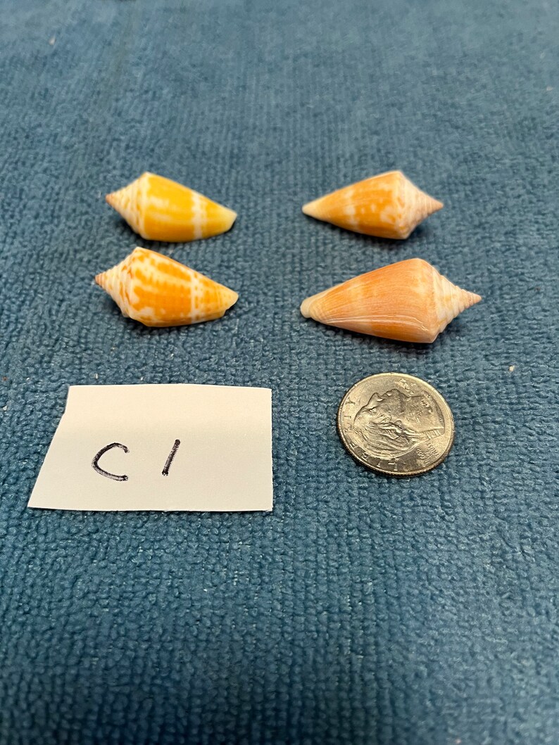 Alphabet Cones Shells, Shell Art, Crafts Weddings, Choose From Lot C1 ...