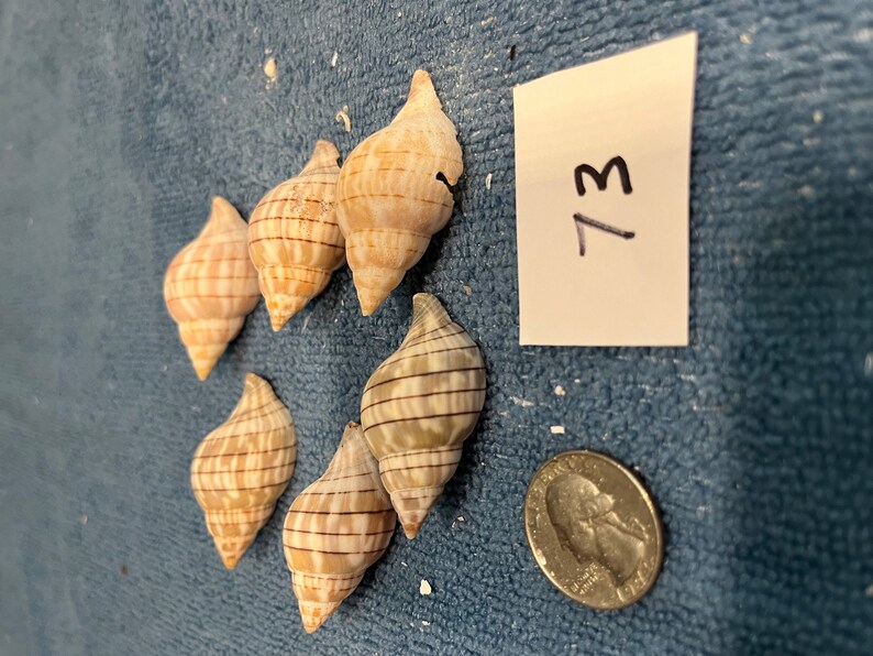 Tulip Shells Medium Shells Lot 70-79 From Sanibel Marco 10k Island ...