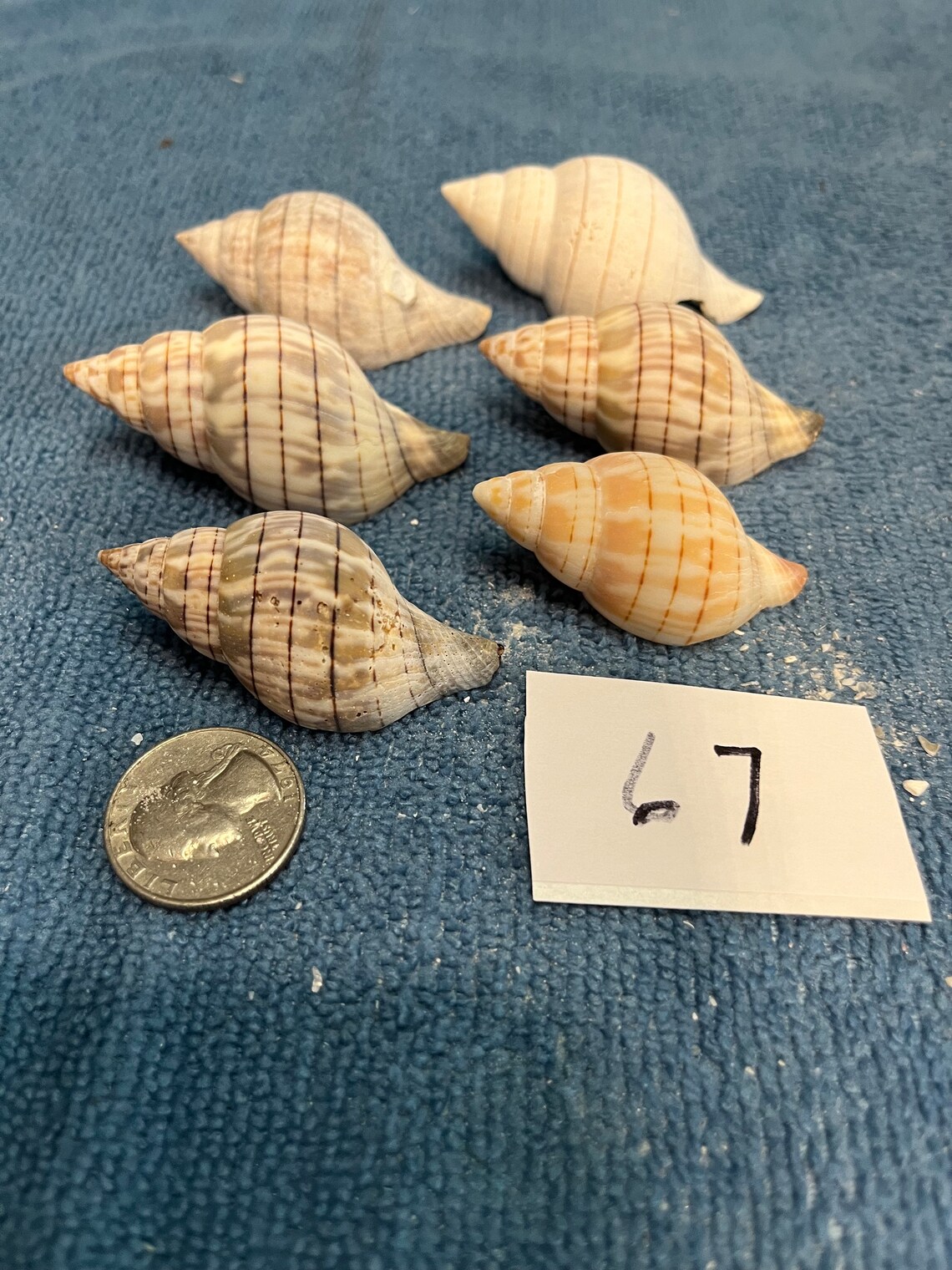 Tulip Shells Medium Shells Lot 60-69 From Sanibel Marco 10k Island ...