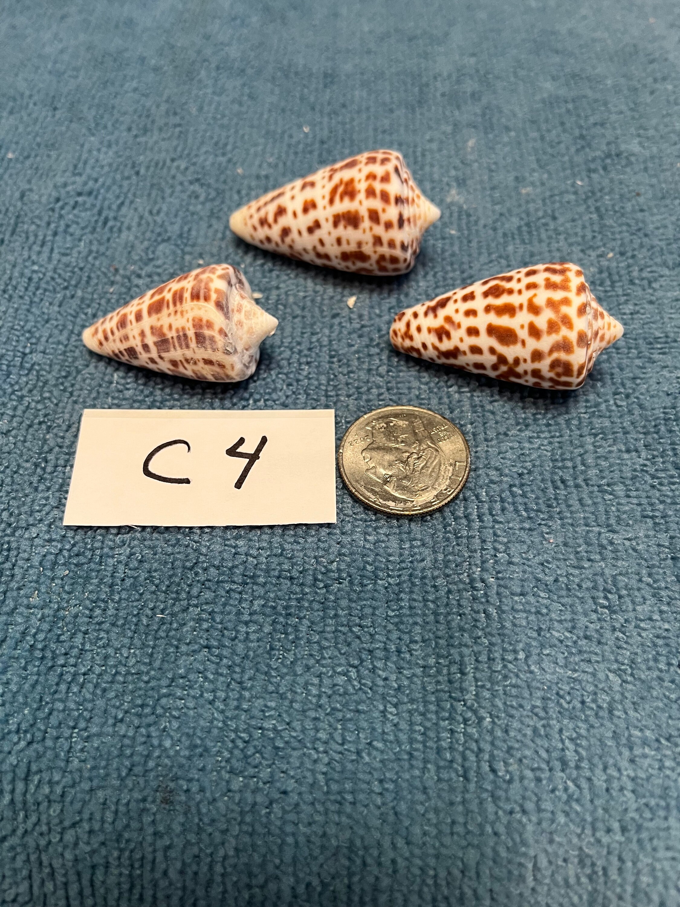 Alphabet Cones Shells, Shell Art, Crafts Weddings, Choose From Lot C1 ...