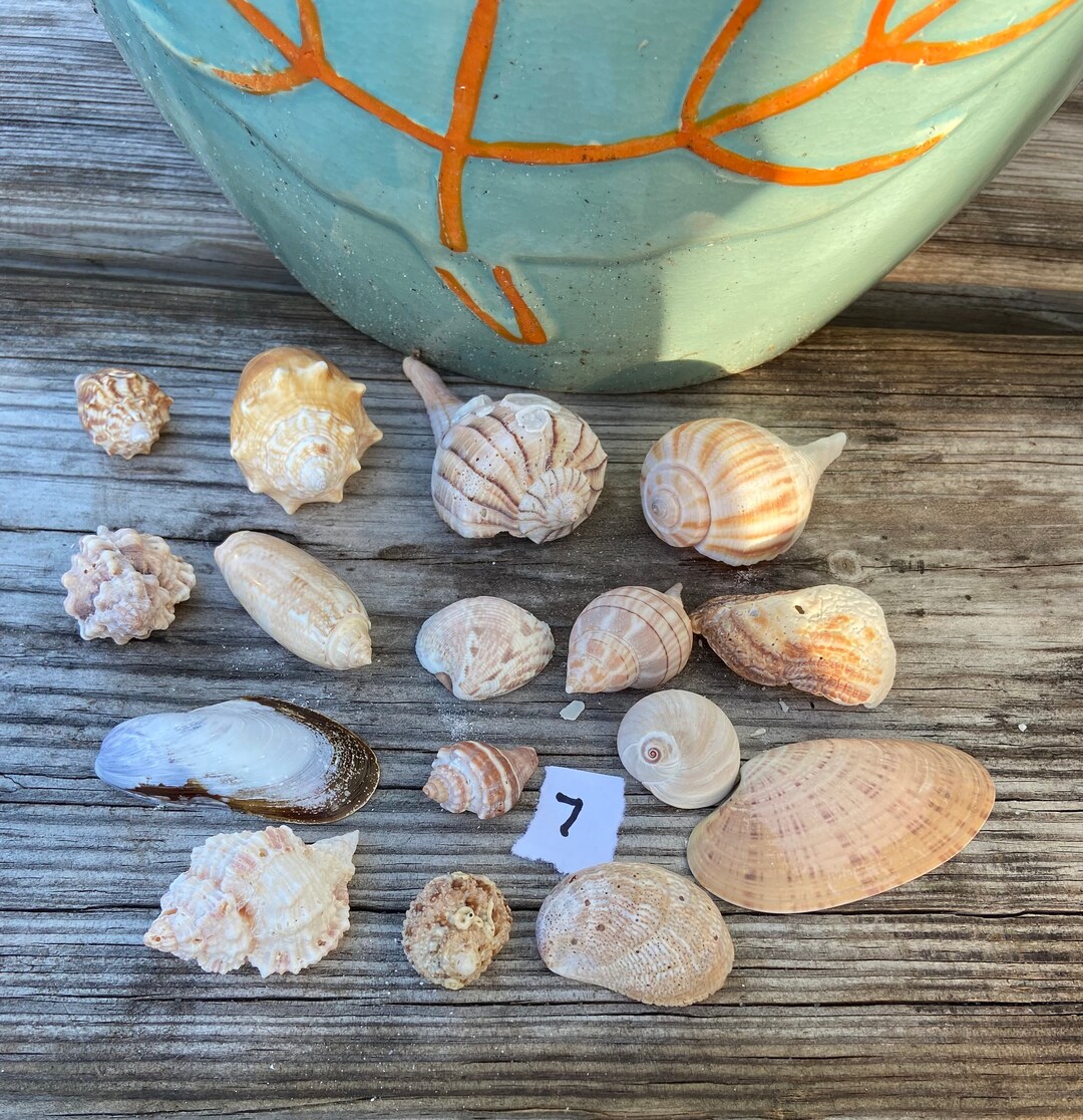 Mixed Shells Lot 7 Welks Tulip and More 12pcs Sanibel Island and Marco ...