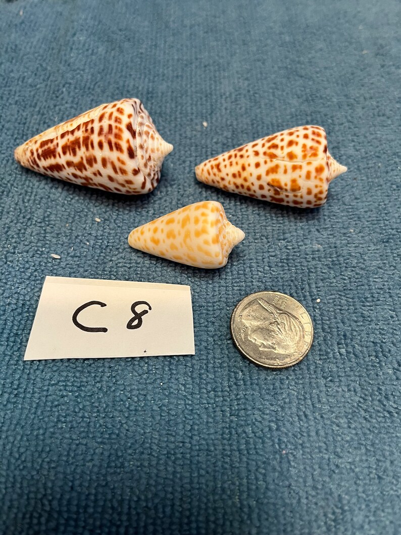 Alphabet Cones Shells, Shell Art, Crafts Weddings, Choose From Lot C1 ...