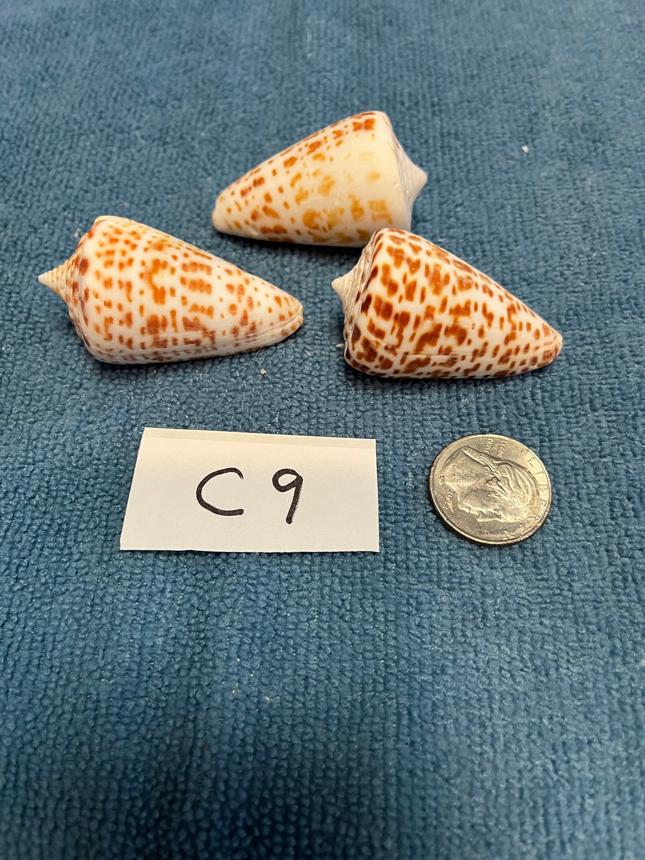 Alphabet Cones Shells, Shell Art, Crafts Weddings, Choose From Lot C1 ...