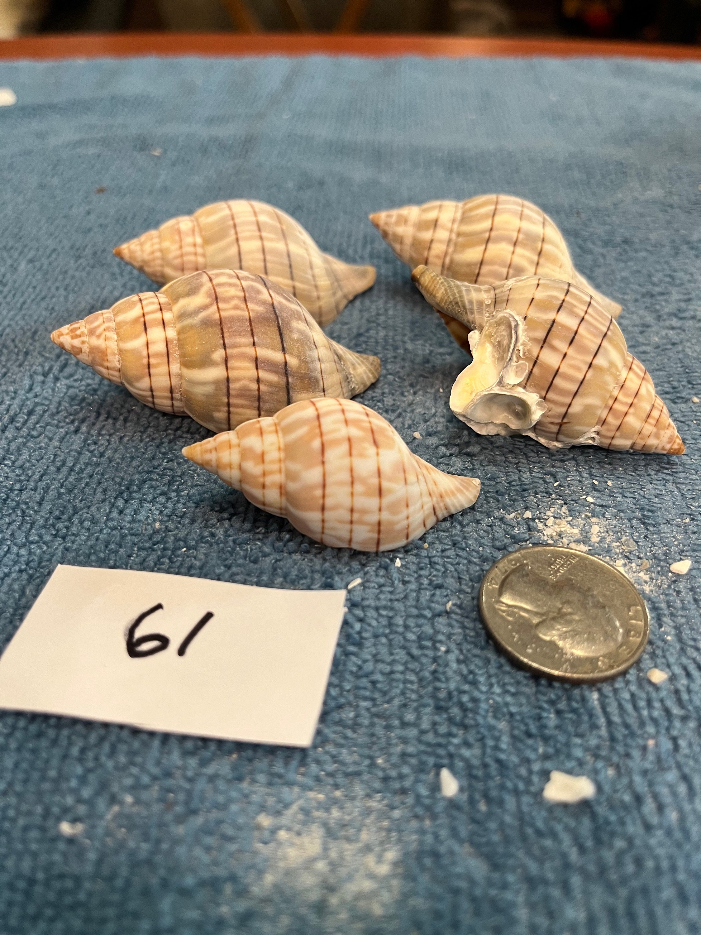 Tulip Shells Medium Shells Lot 60-69 From Sanibel Marco 10k Island ...