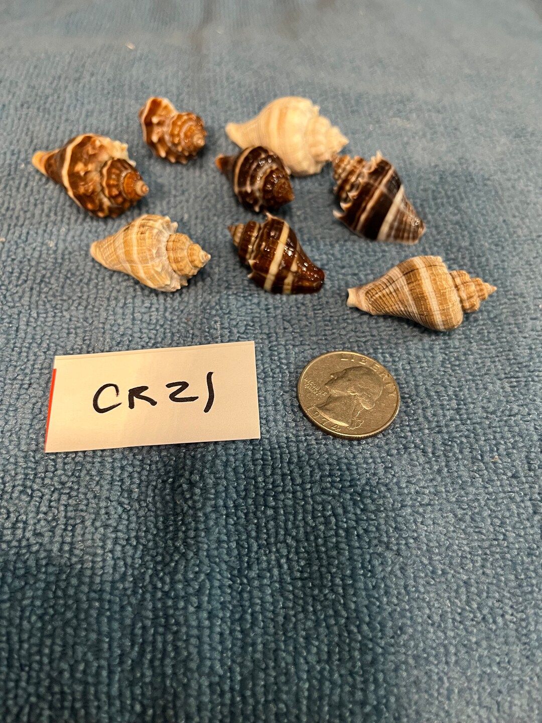 King Crown Shells, Shell Art, Crafts Weddings, Choose From Lot Cr20 ...