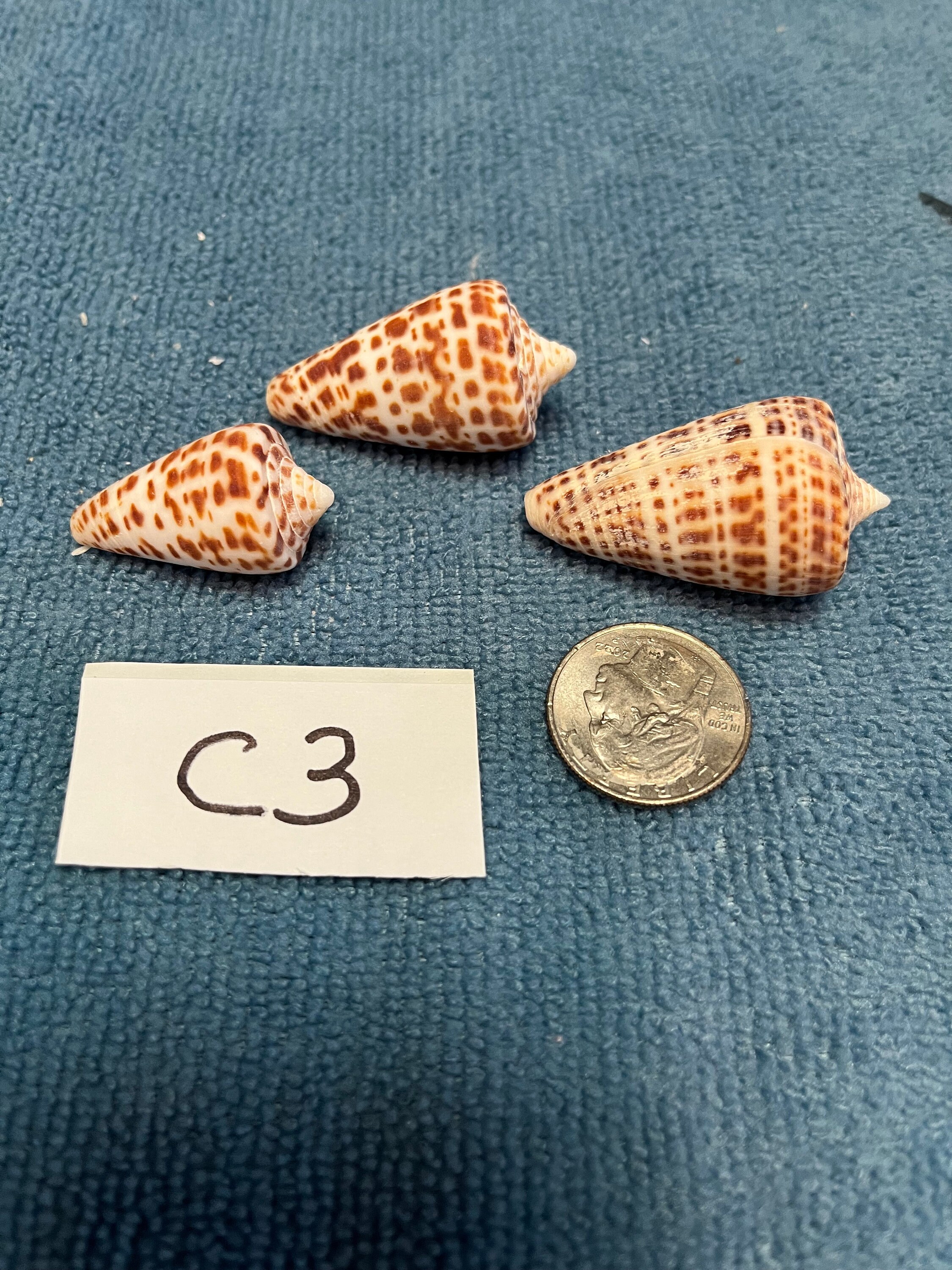 Alphabet Cones Shells, Shell Art, Crafts Weddings, Choose From Lot C1 ...