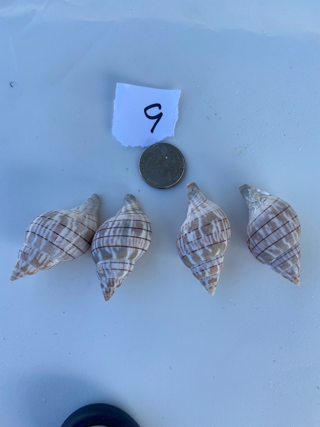 Tulip Sea Shell Lot 9 From Sanibel, 10K Island, Marco Island for Shell ...