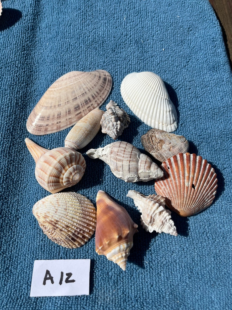 Mixed Shells Sanibel Island Marco 10k Island Shell Art, Crafts Weddings ...