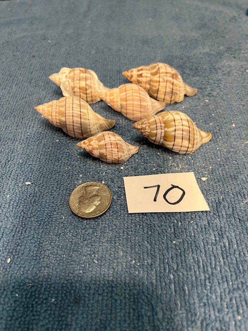 Tulip Shells Medium Shells Lot 70-79 From Sanibel Marco 10k Island ...