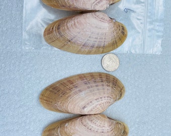 Venus Clam Shell Art - Etsy