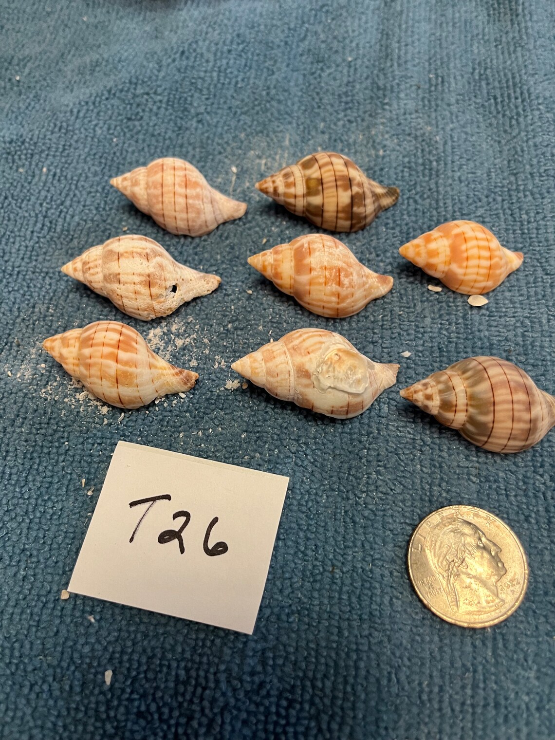 Tulips Small Medium Shells Lot 21-30 From Sanibel Marco 10k Island ...