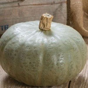 Kabocha Winter Squash Seeds - Etsy