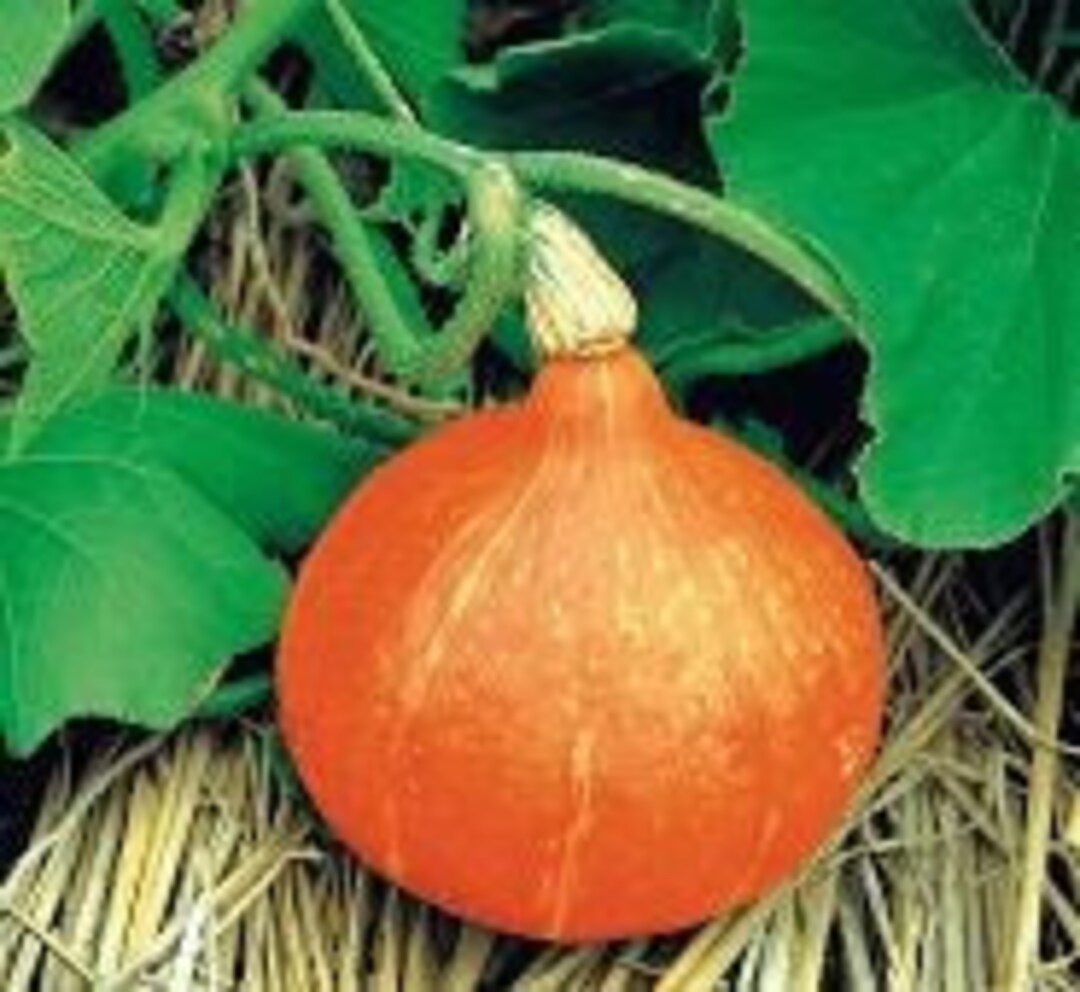 Red Kuri Squash Seeds - Etsy