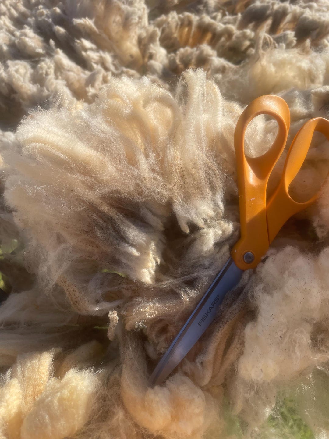 Raw Rambouillet Sheep Wool 2 Lbs - Etsy