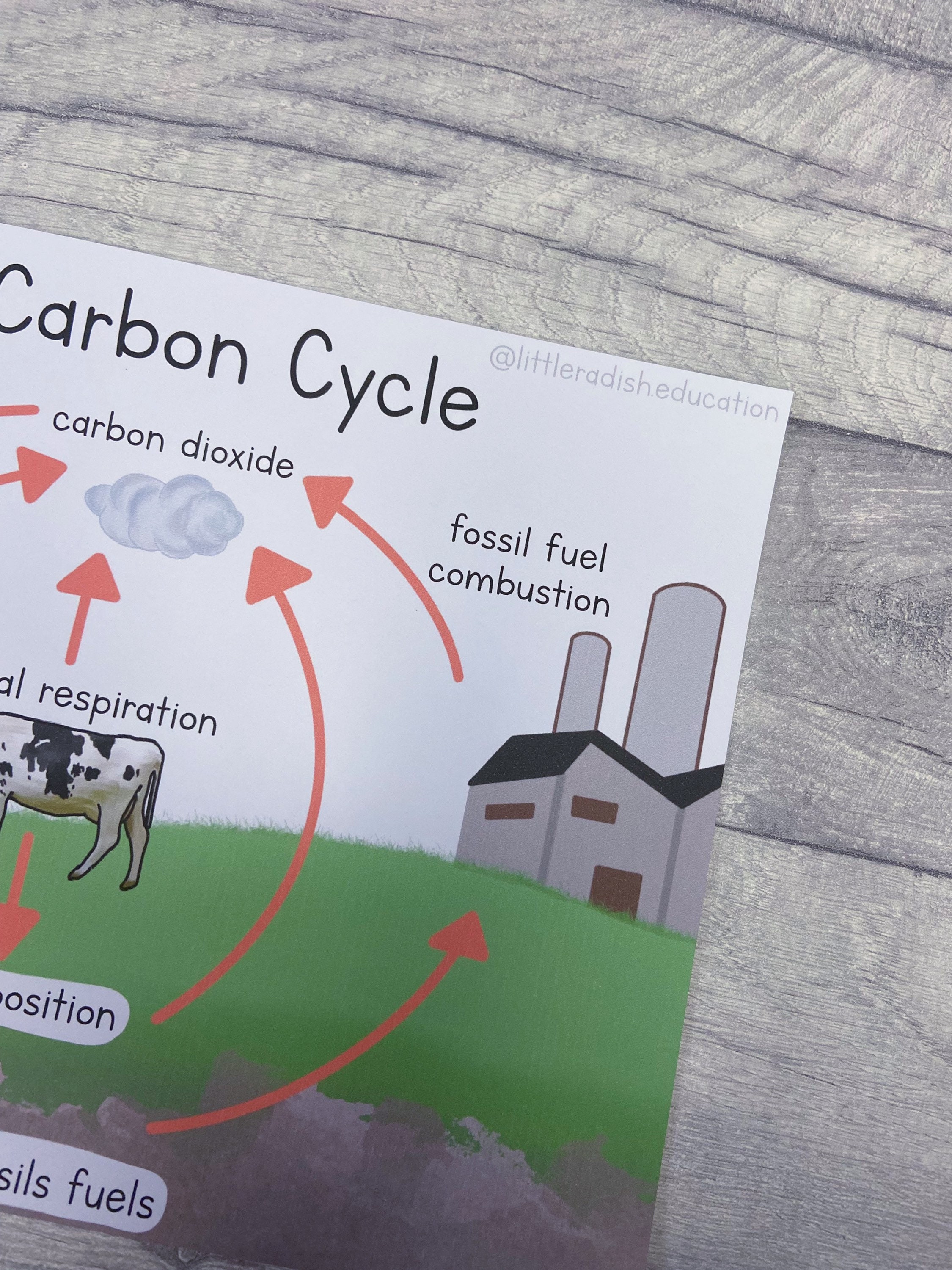 Carbon Cycle For Kids