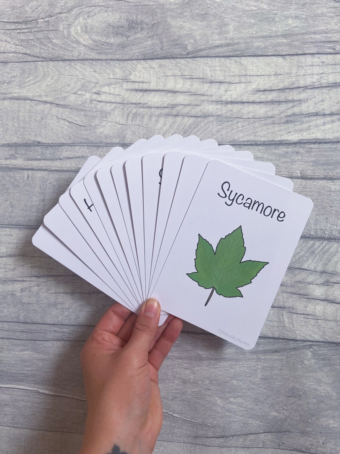 Printable Leaf Flashcards Nature Educational Learning - Etsy