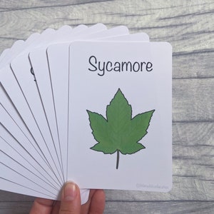 Printable Leaf Flashcards Nature Educational Learning - Etsy