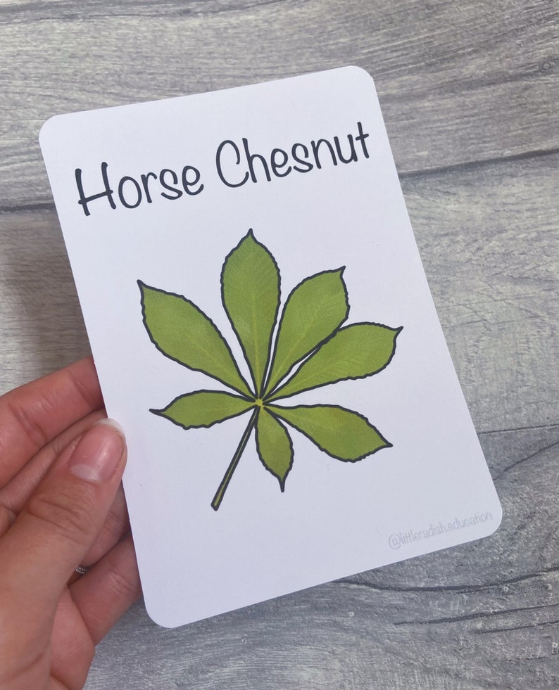 Printable Leaf Flashcards Nature Educational Learning - Etsy