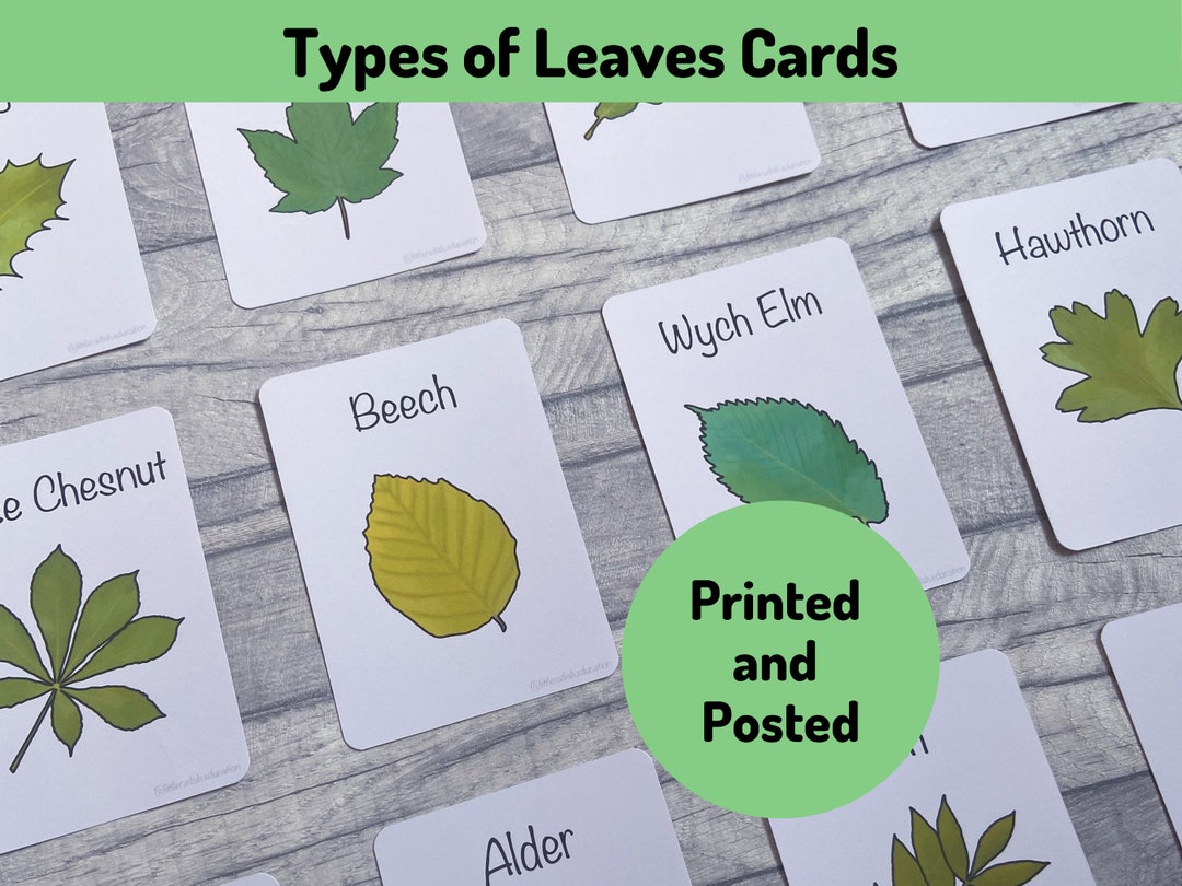 Types of Leaves Flashcards, Outdoor Forest School Learning, Preschool ...