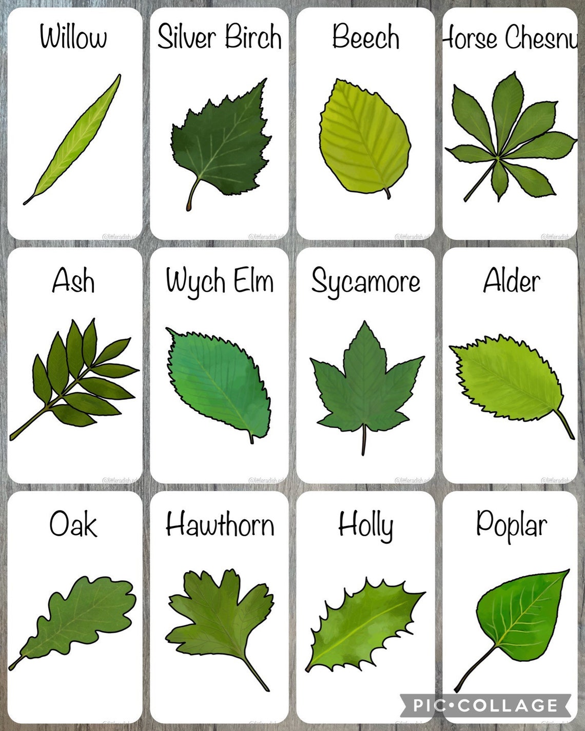 Printable Leaf Flashcards Nature Educational Learning - Etsy