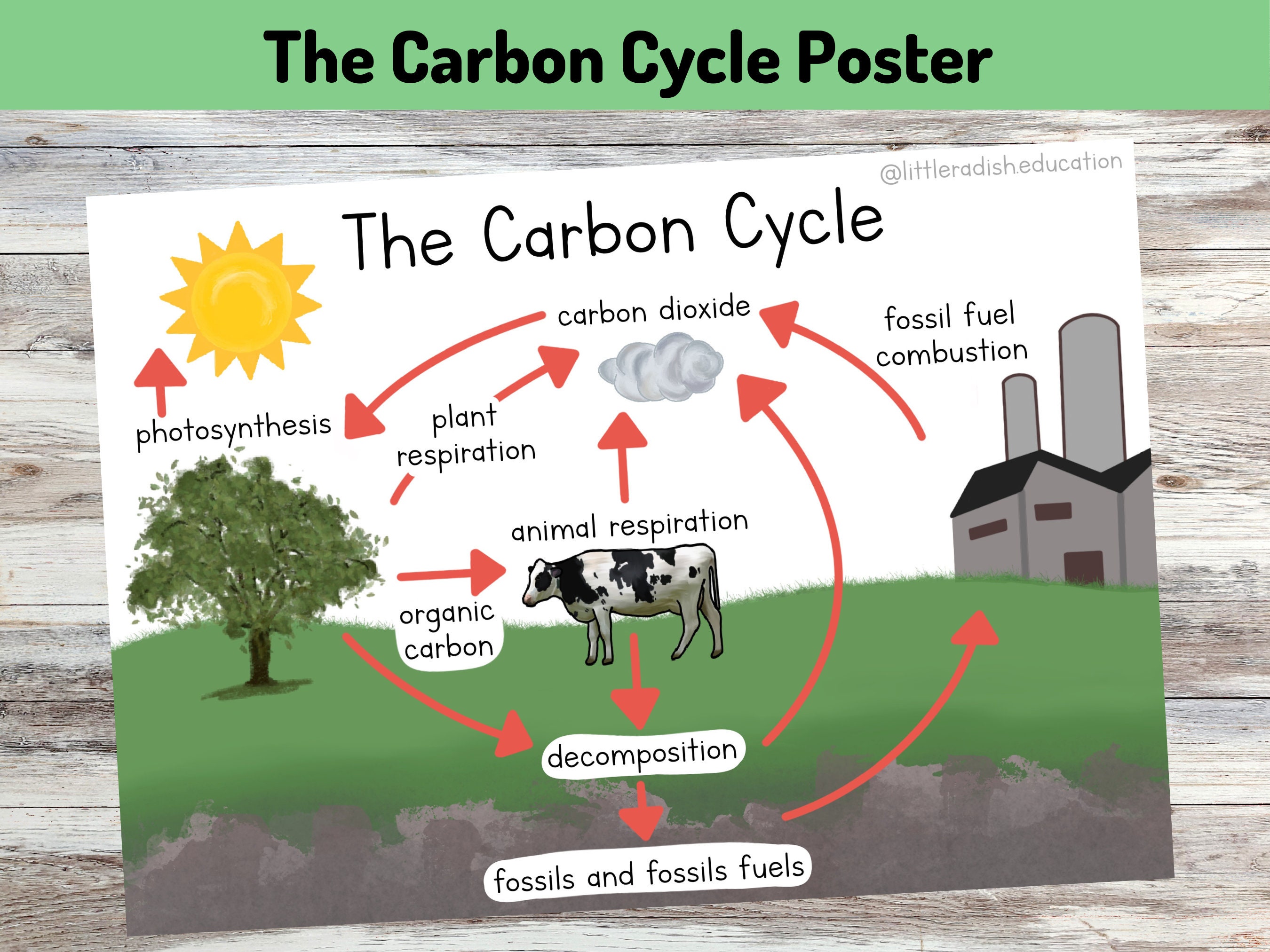 Carbon Dioxide Cycle For Kids