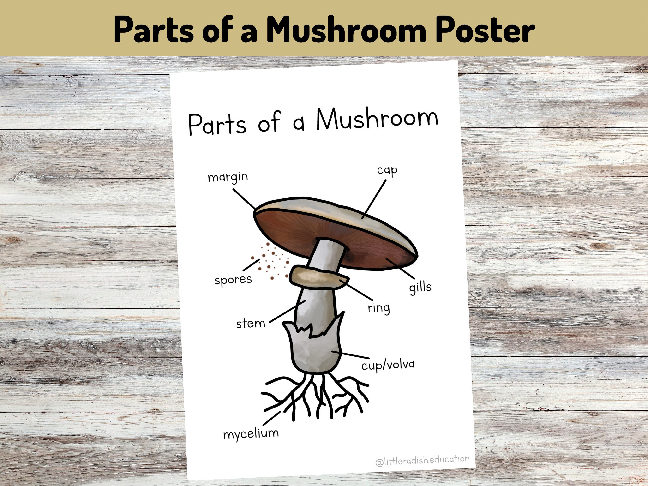 Mushroom Labeled
