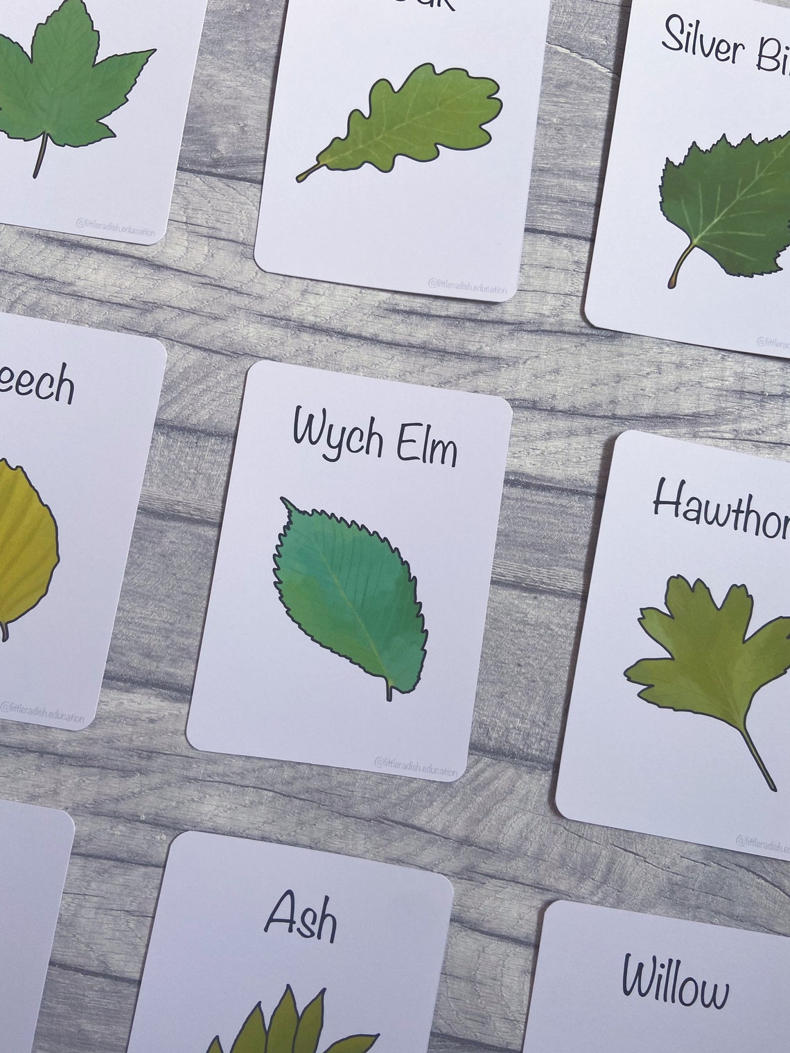 Printable Leaf Flashcards Nature Educational Learning - Etsy