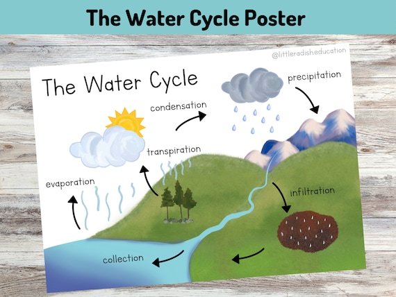 Water Cycle Poster For Kids