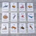 Printable Ocean Animals Vol 1 Cards Teaching Learning - Etsy Australia