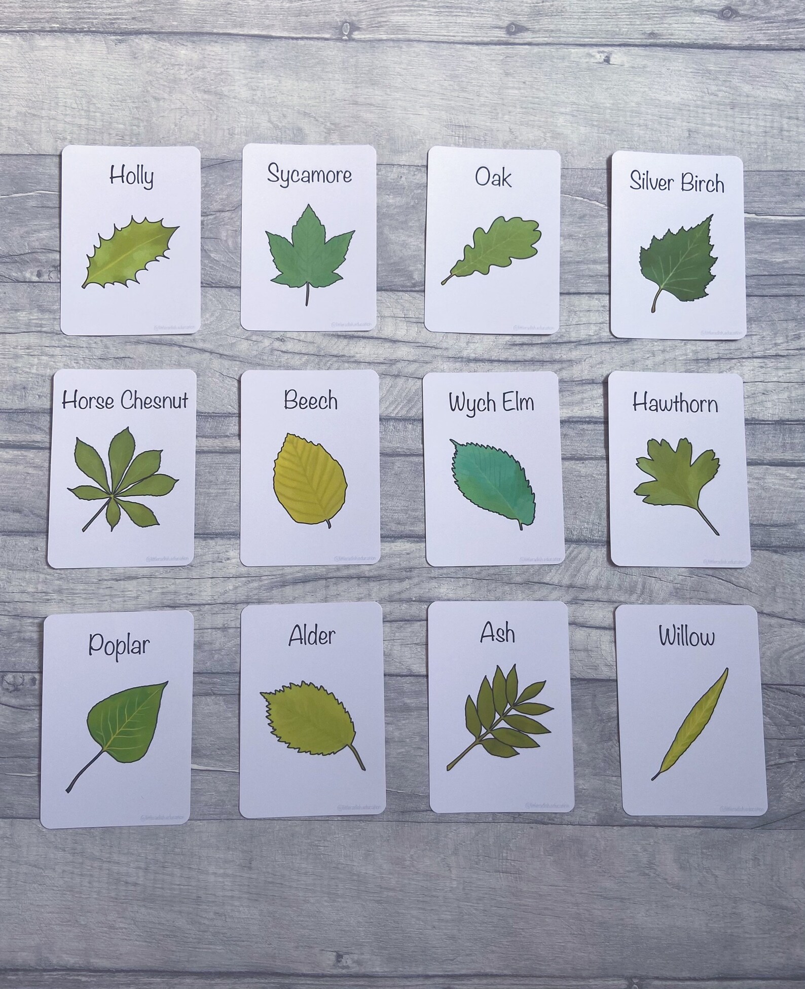 Printable Leaf Flashcards Nature Educational Learning - Etsy