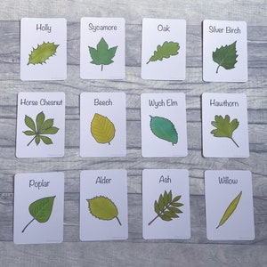 Printable Leaf Flashcards Nature Educational Learning - Etsy