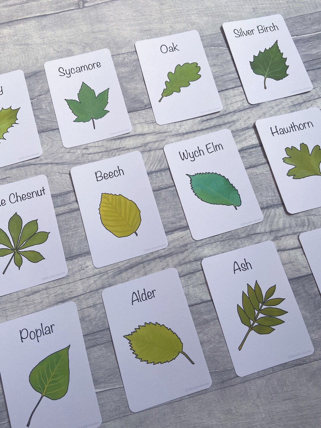 Printable Leaf Flashcards Nature Educational Learning - Etsy