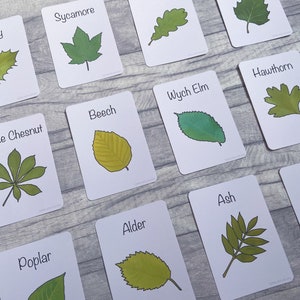 Printable Leaf Flashcards Nature Educational Learning - Etsy