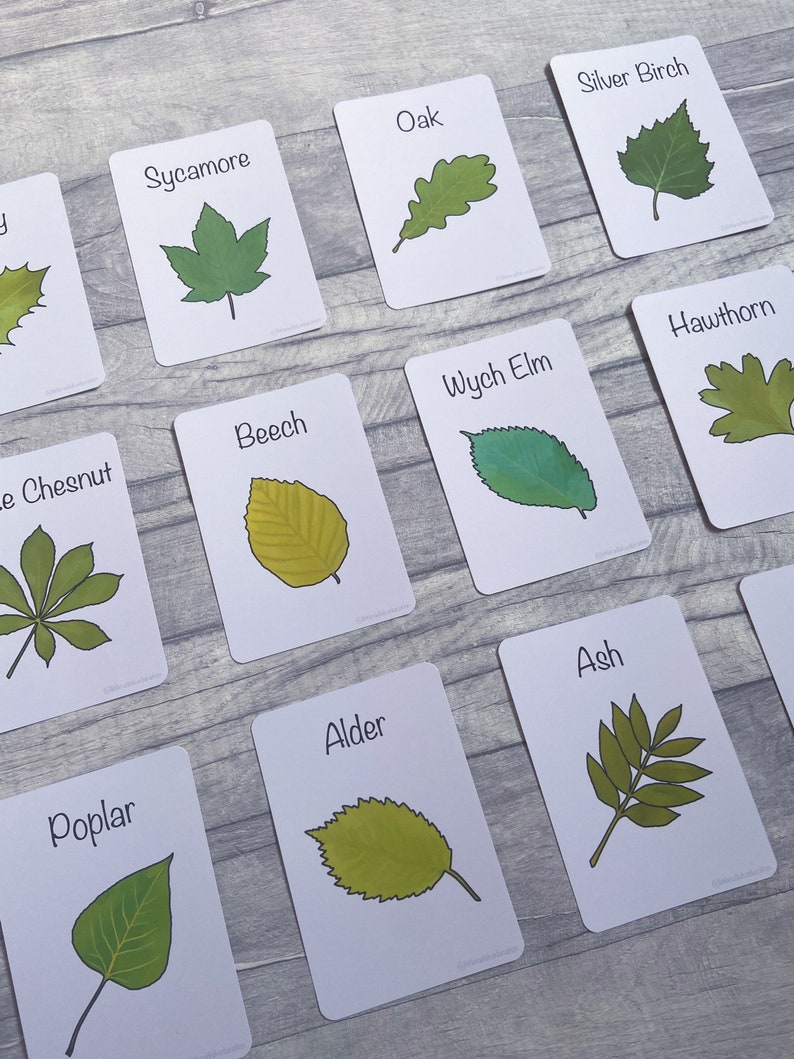 Printable Leaf Flashcards Nature Educational Learning - Etsy