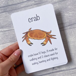 Printable Ocean Animals Vol 1 Cards Teaching Learning - Etsy Australia