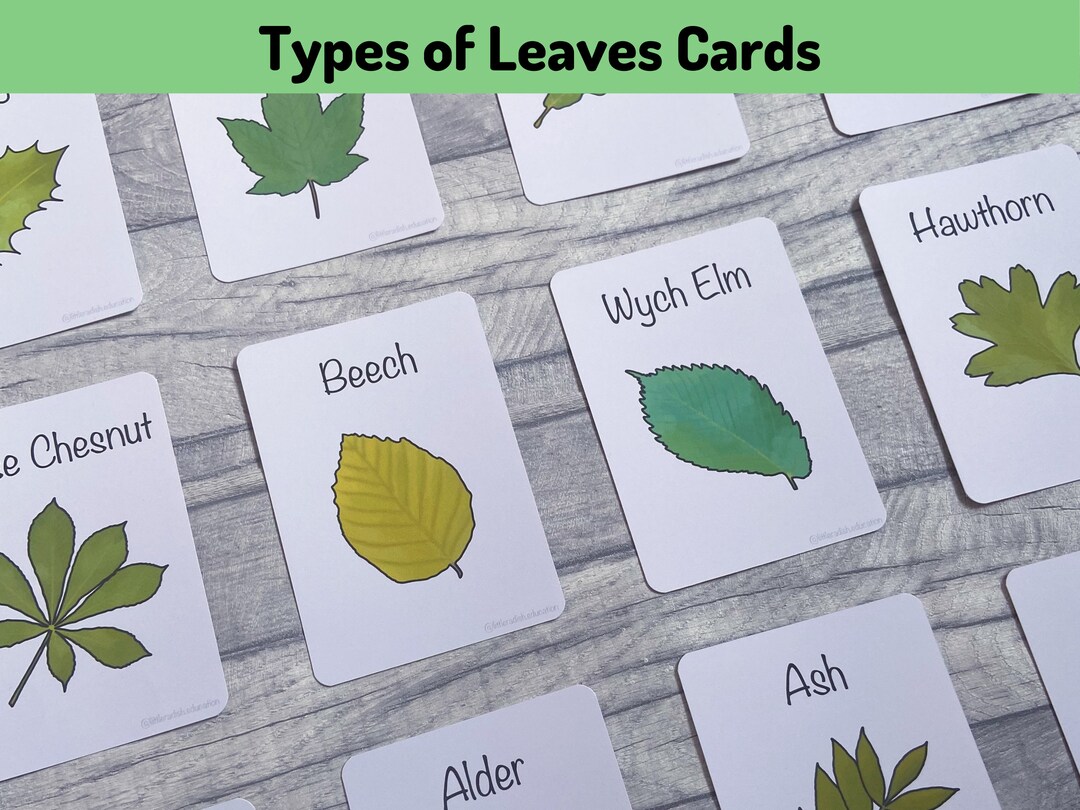 Printable Leaf Flashcards Nature Educational Learning - Etsy