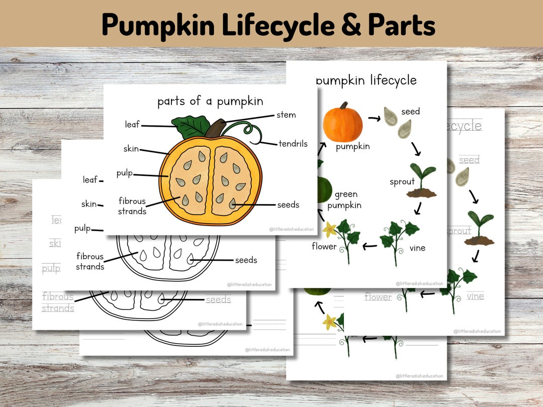 Printable Pumpkin Anatomy and Lifecycle Activity Autumn - Etsy