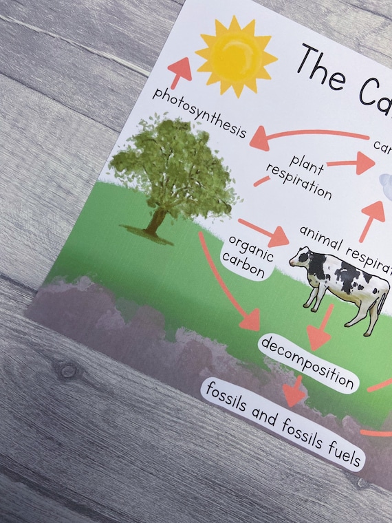 Carbon Cycle Diagram Printable